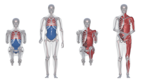 Human Body Models for Biomechanical R&D